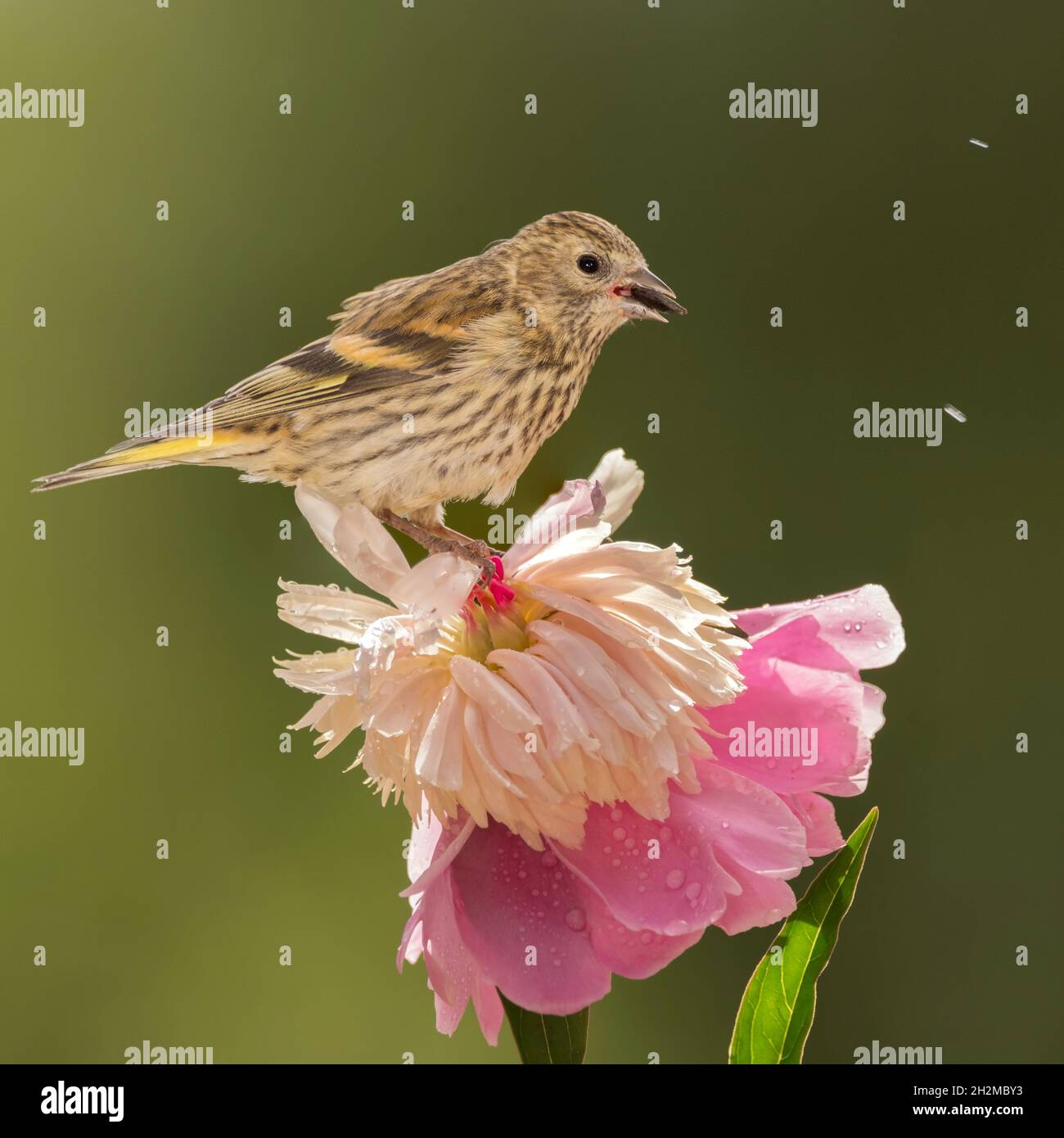 Barley bird hi-res stock photography and images - Alamy
