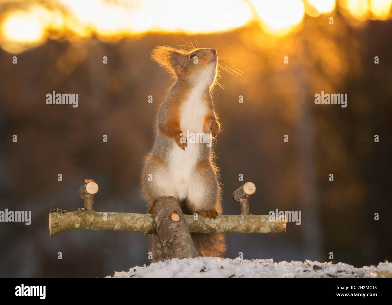Animal tool humor hi-res stock photography and images - Alamy