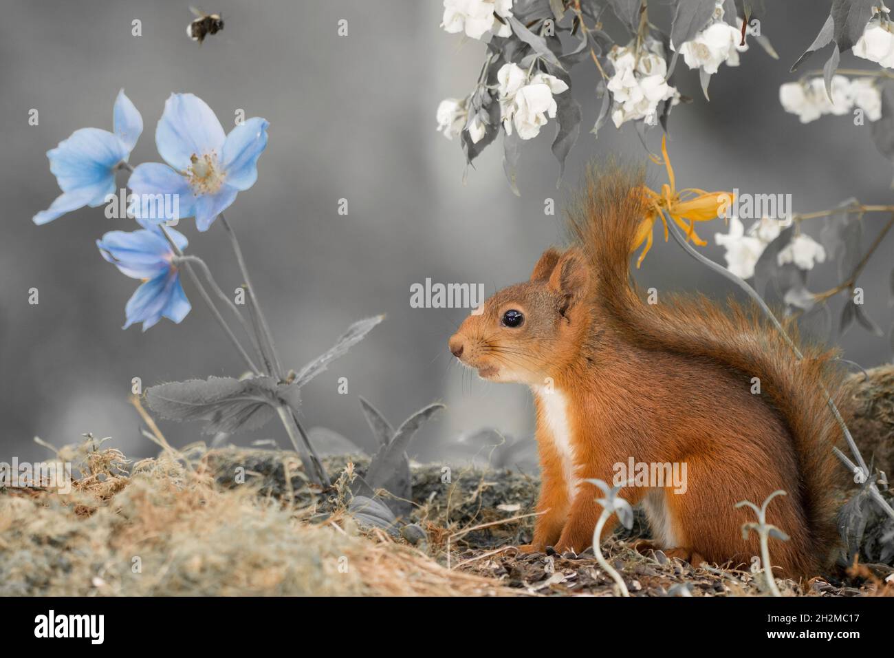 red squirrel standing with blue poppy flowers with bumblebee flying ...
