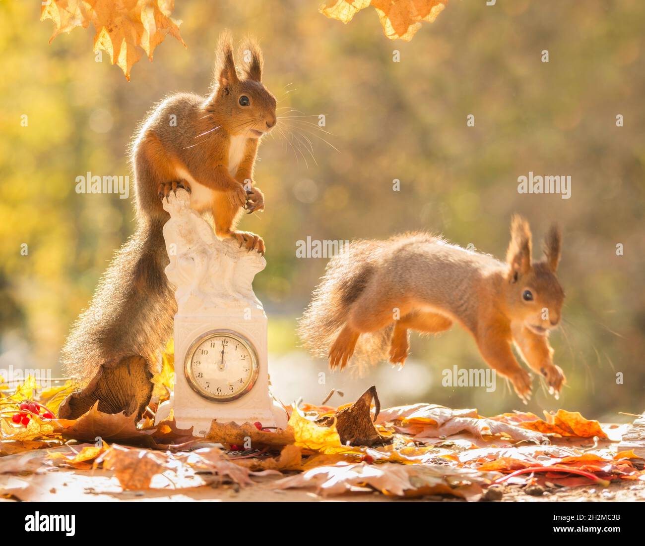 Squirrel running on branch hi-res stock photography and images - Alamy