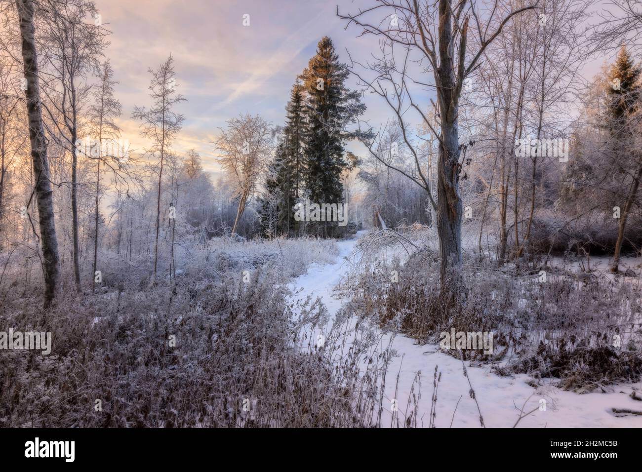 trees with ice and snow in a forest , winter, mountain landscape Stock ...