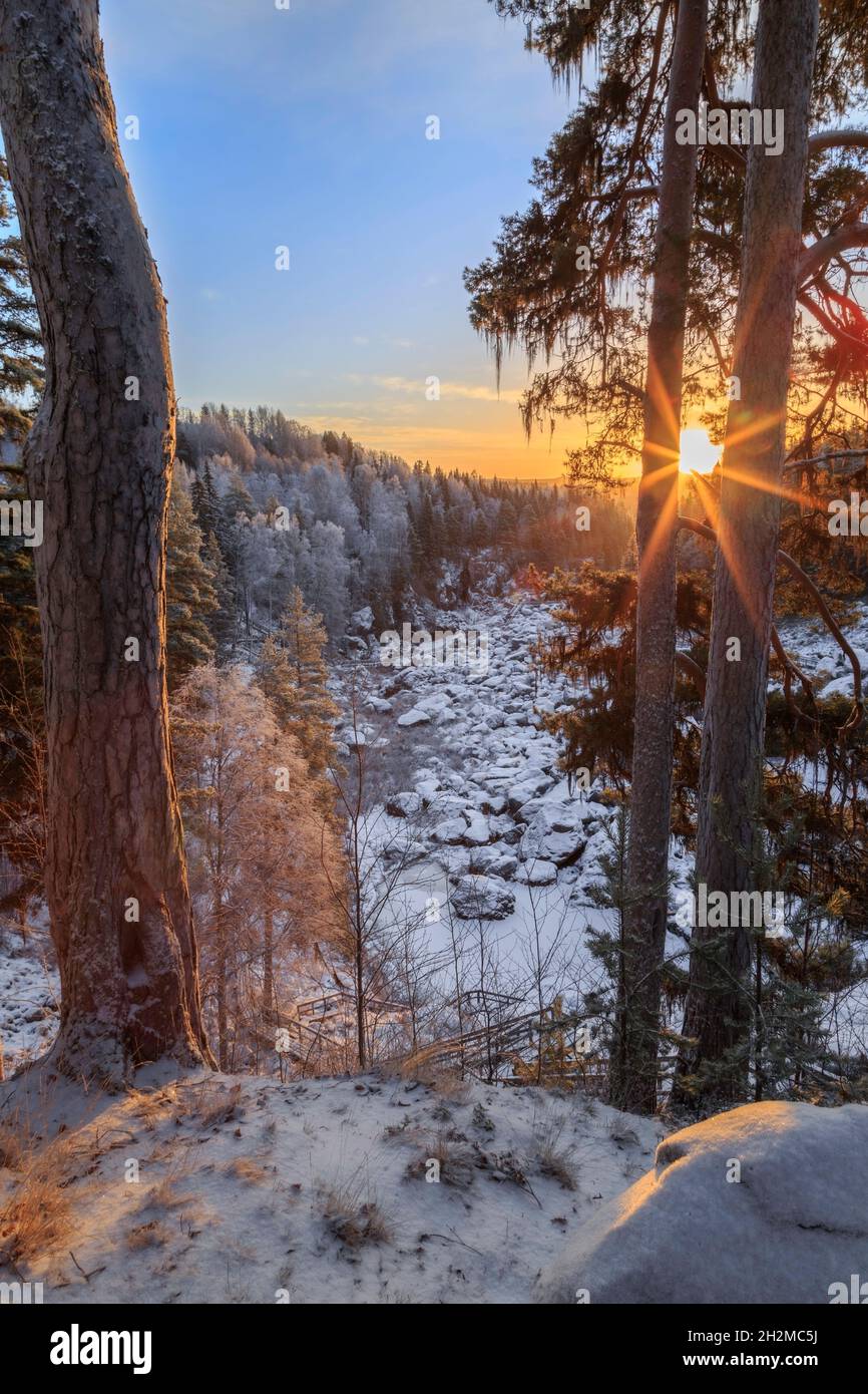 trees with sun flares in a rock, forest winter landscape Stock Photo ...