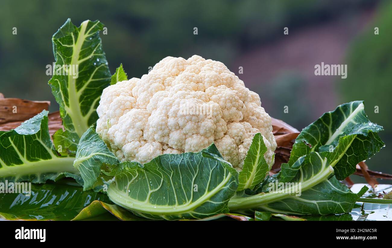 Growing in a farm hi-res stock photography and images - Alamy