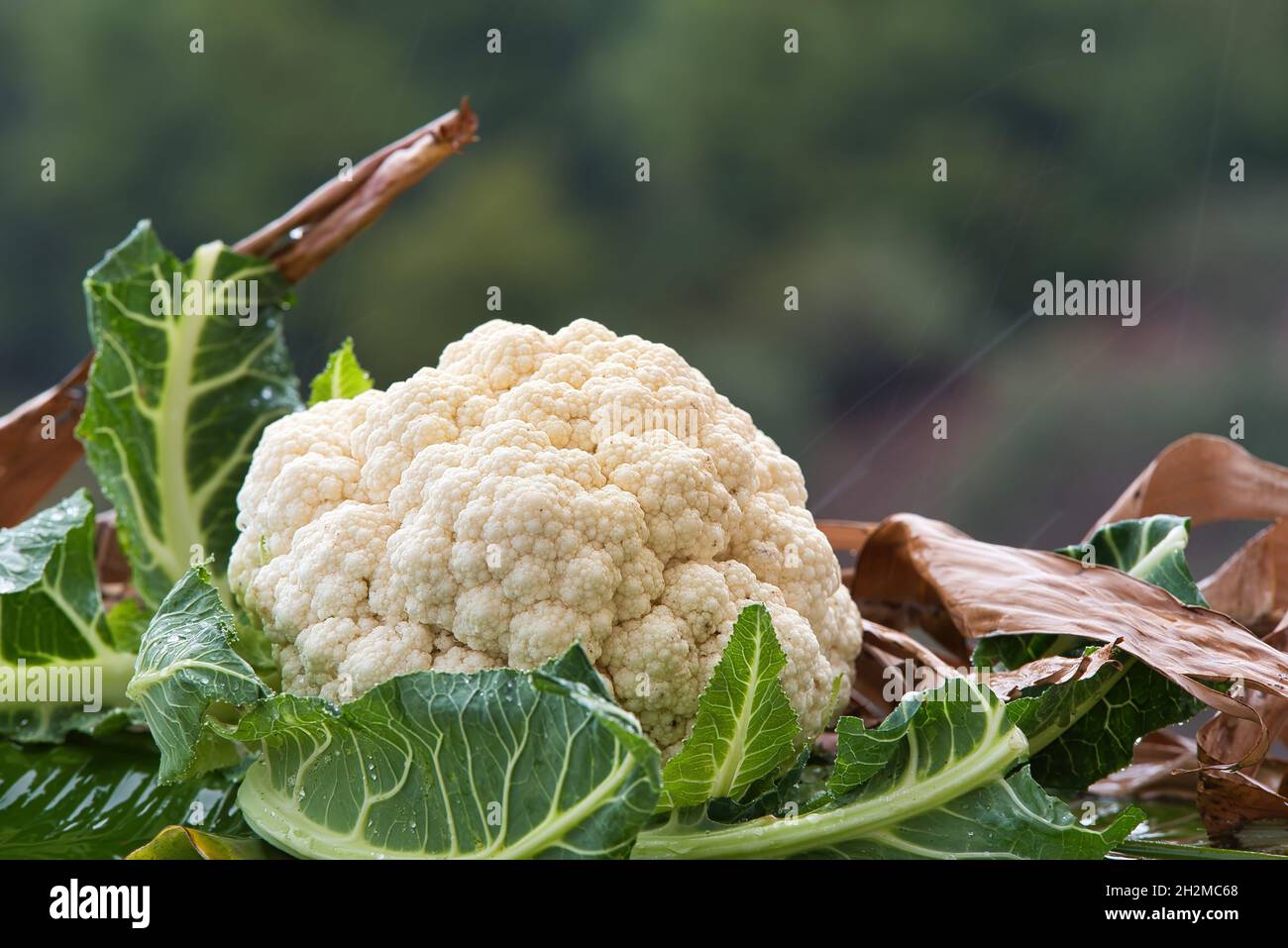 A closeup of cauliflower growing in a farm field Stock Photo - Alamy
