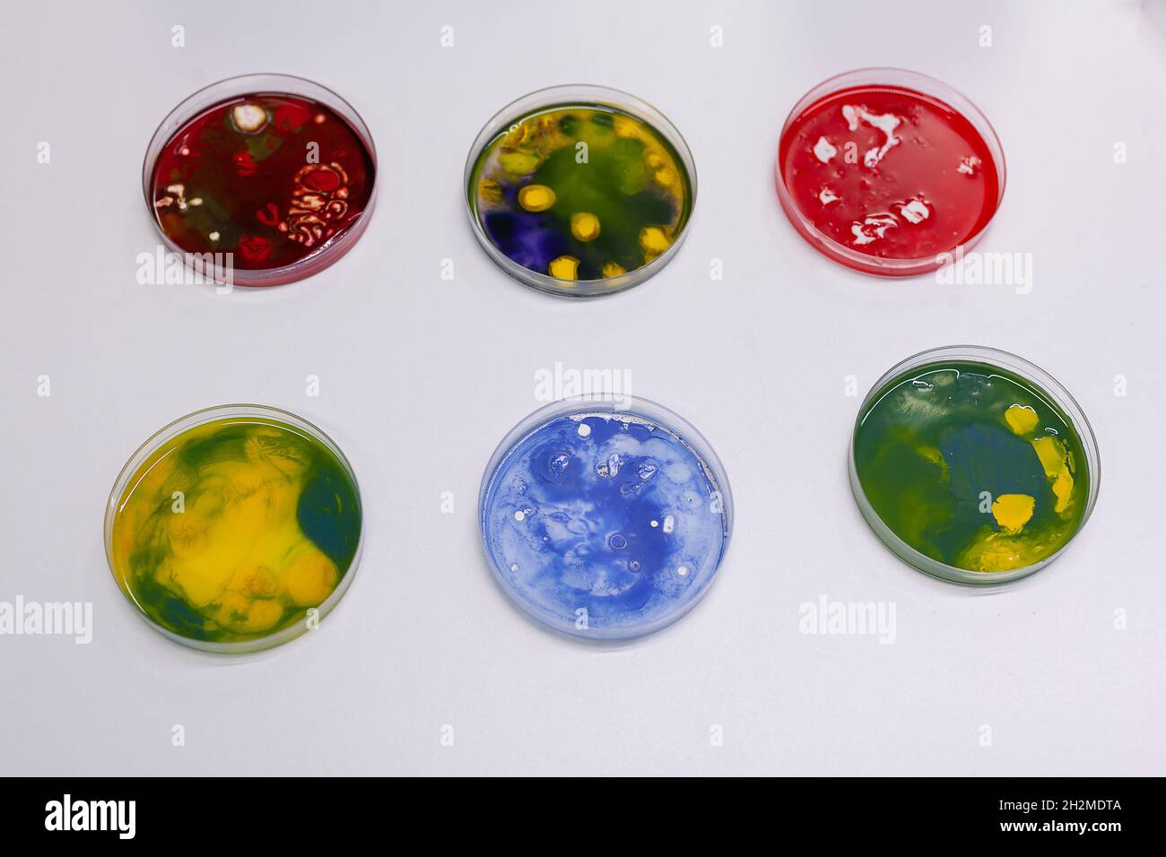 Close up of research laboratory desk with petri dish at chemistry ...