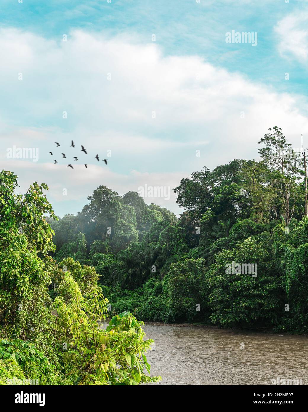 Rainforest seen at Sumbiling Eco-Village, Temburong Stock Photo - Alamy