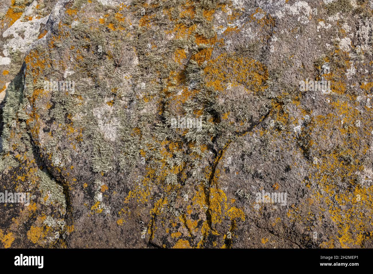 Granit stone with lichen on a beach on Brittany, natural background ...