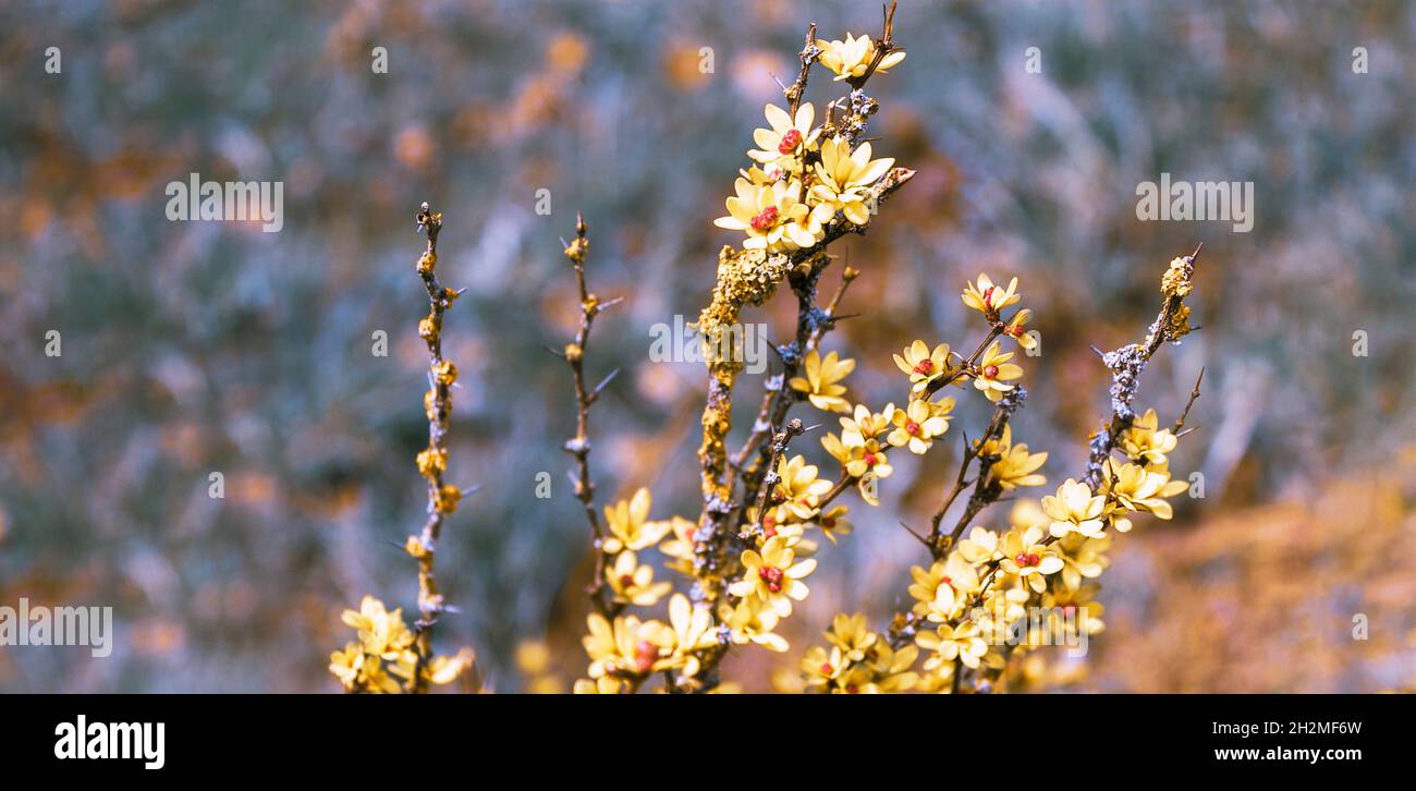 Detail of yellow April forsythia flower outdoors Stock Photo - Alamy
