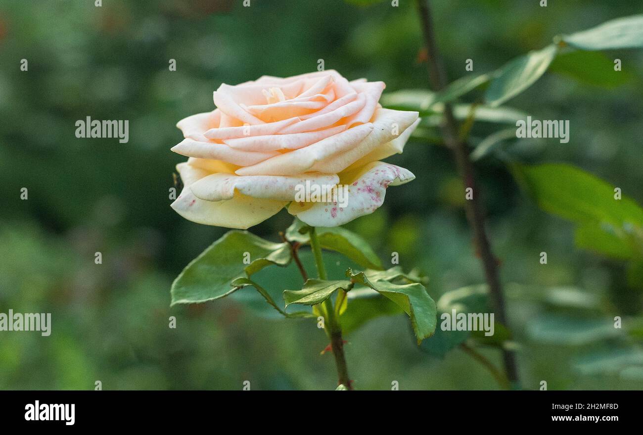 Purple rose flower garden park hi-res stock photography and images - Alamy