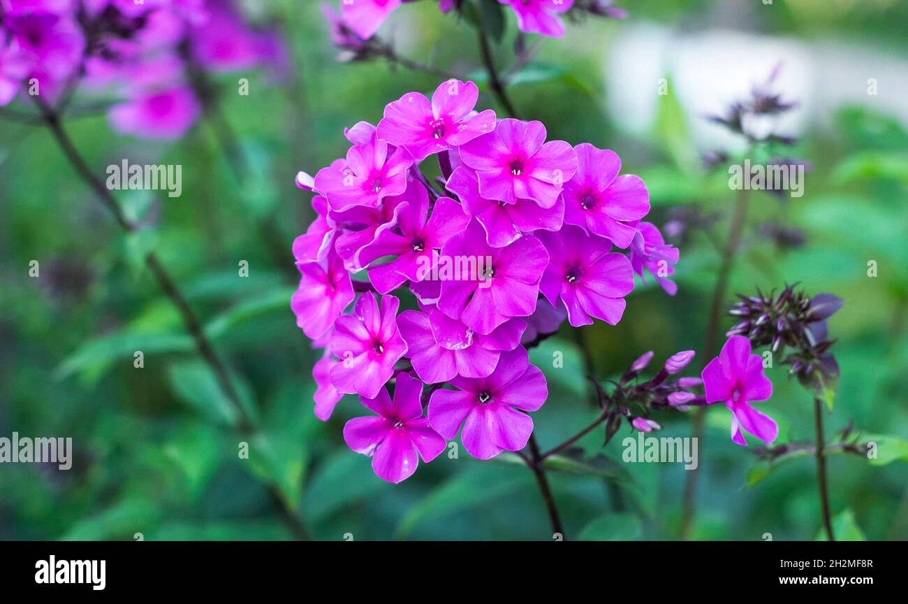 Garden Phlox Phlox paniculata , flowers of summer Stock Photo - Alamy
