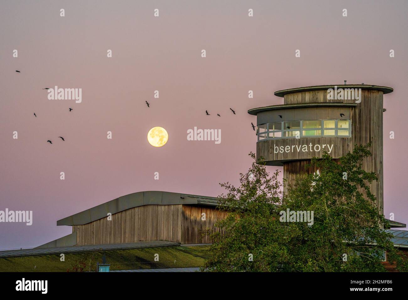 Sliimbridge gloucestershire England UK October 21 2021 close up of the ...