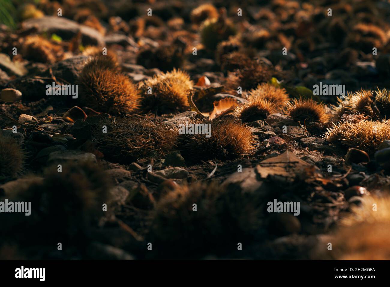 Closeup foliage composition hi-res stock photography and images - Alamy