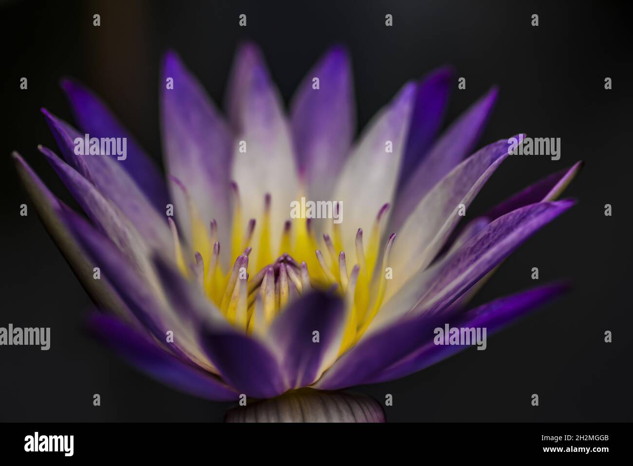 Macro shot of a seraphic lotus from the Nelumbonoacae family on a black ...