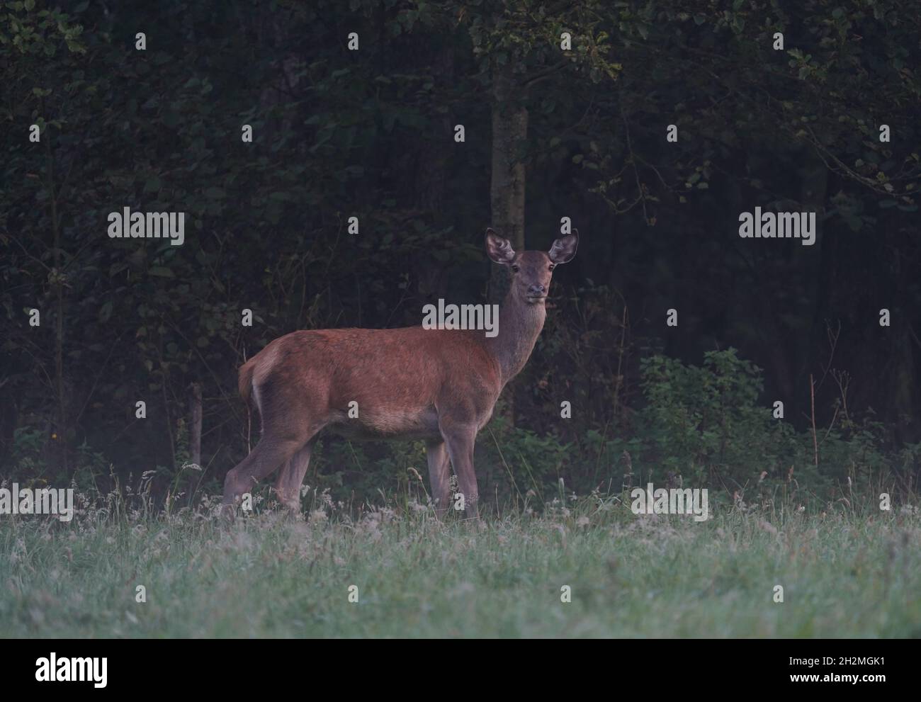Close-up shot of a cute deer in front of a forest Stock Photo - Alamy