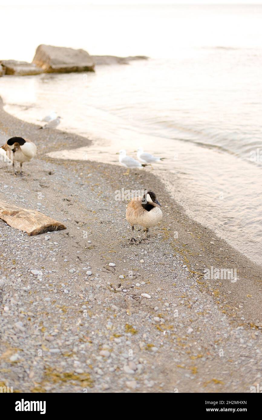 Canadian ducks walking a straight line in front of the sea Stock Photo ...