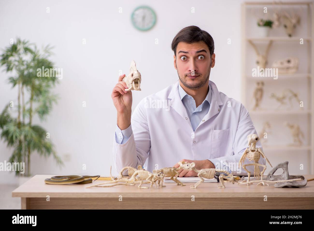 Young student paleontologist examining ancient animals at lab Stock ...