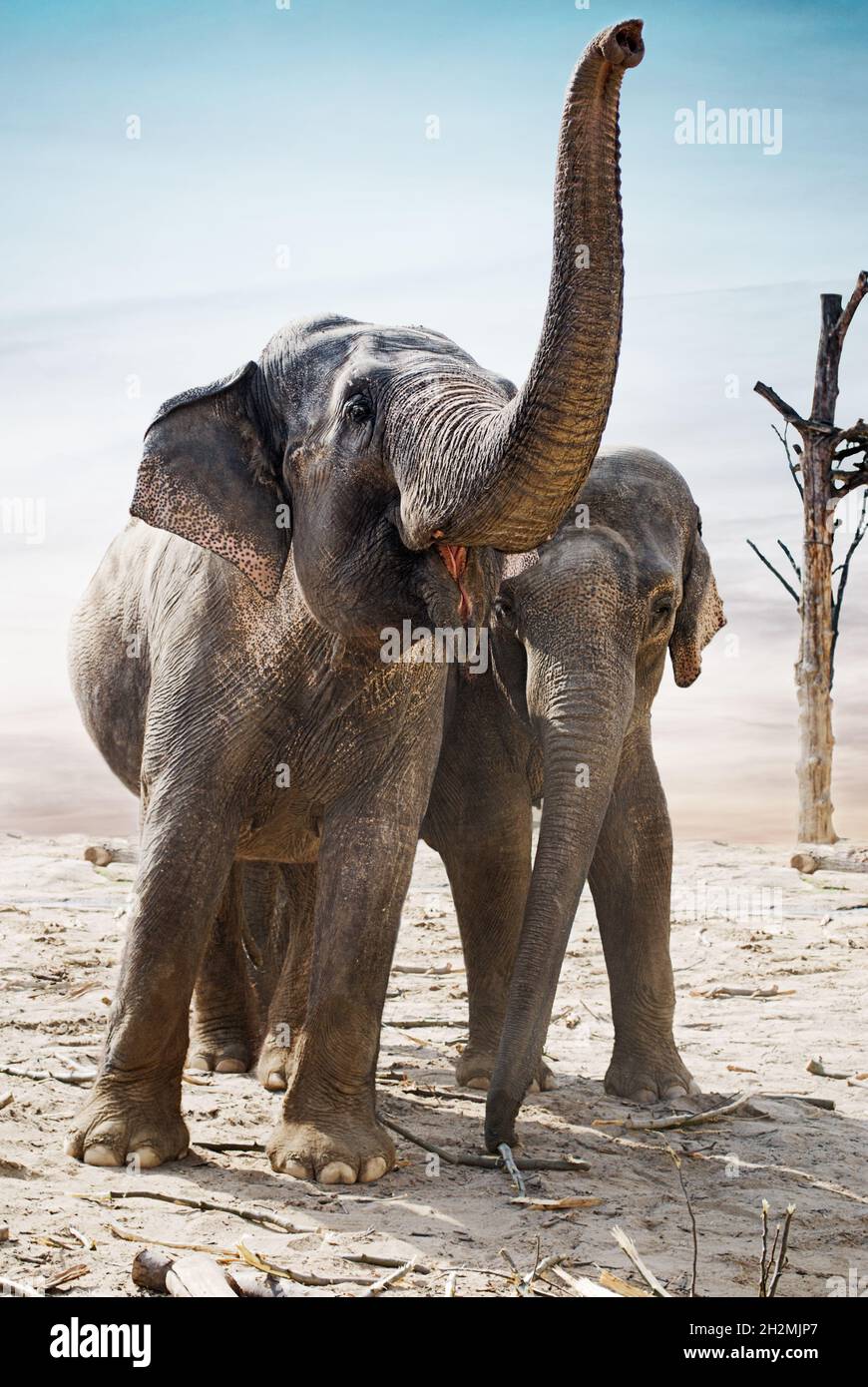 Indian elephants family stand outdoor Stock Photo - Alamy