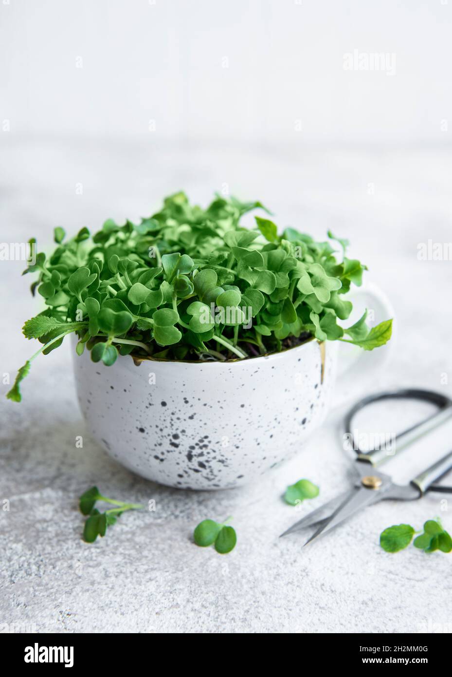 Micro greens. Sprouted Radish Seeds. Sprouting Microgreens. Seed ...