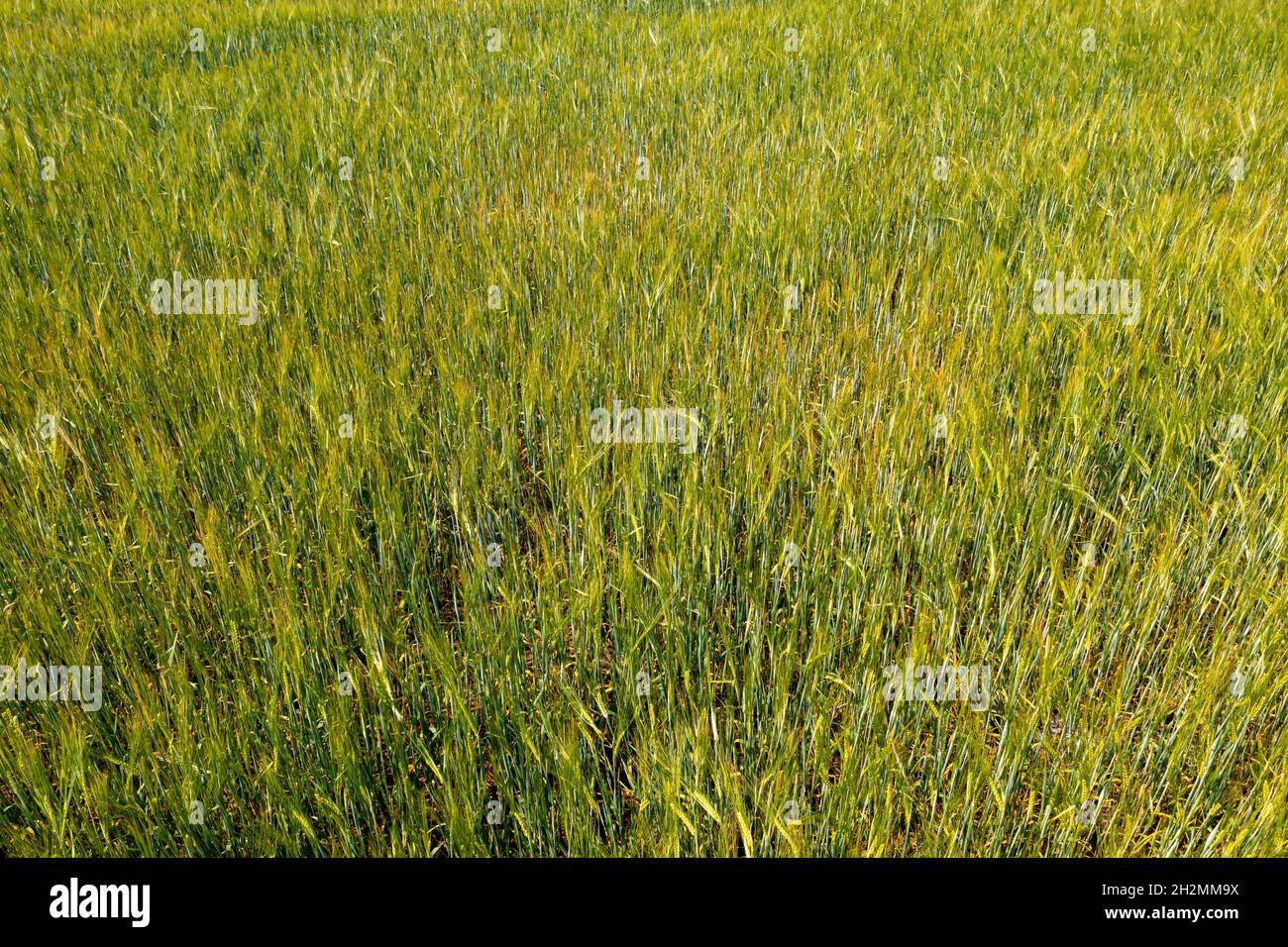 field with unripe green wheat, spikes of wheat, texture effect, top ...
