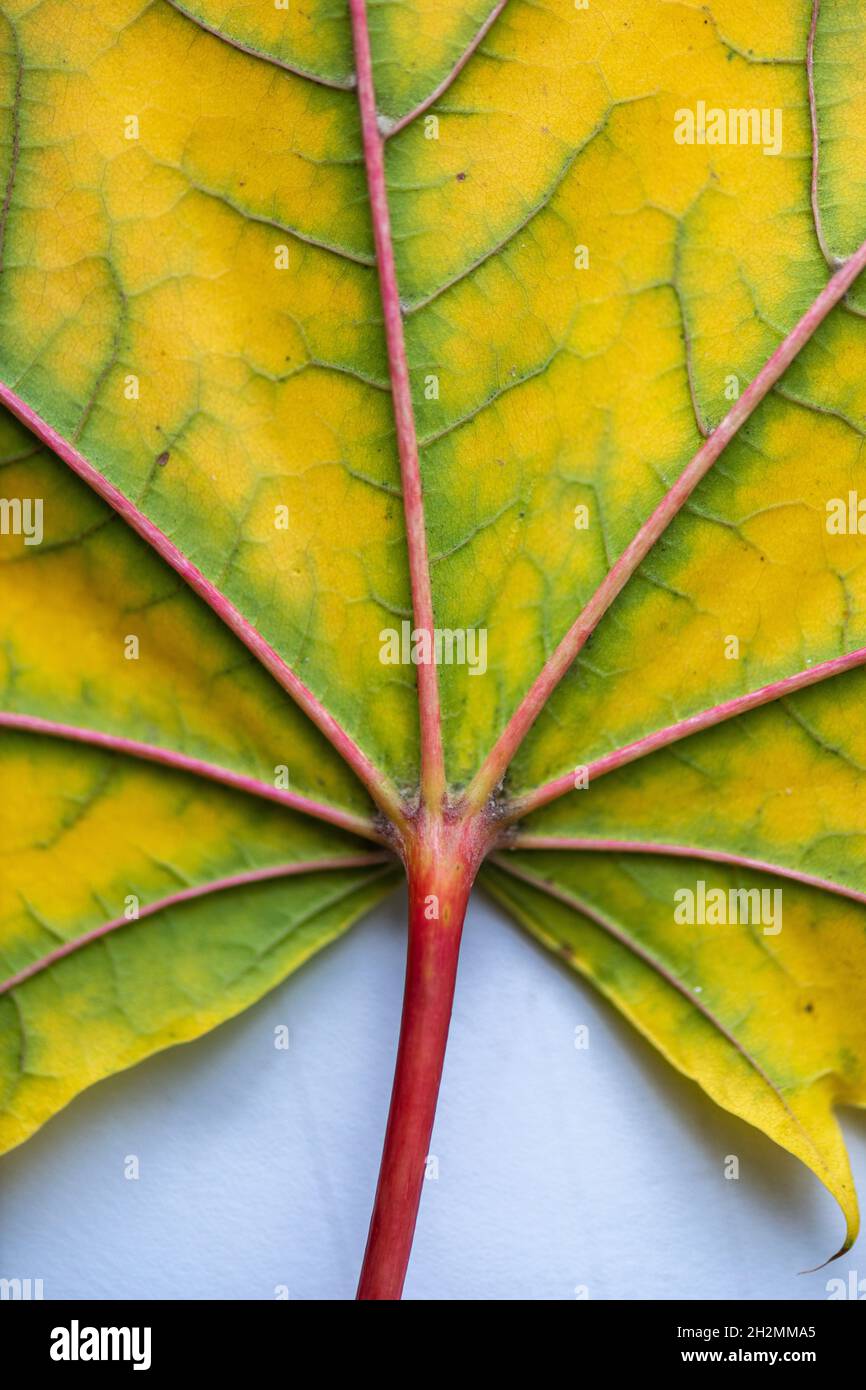 Yellow maple leaf macro photo Stock Photo - Alamy