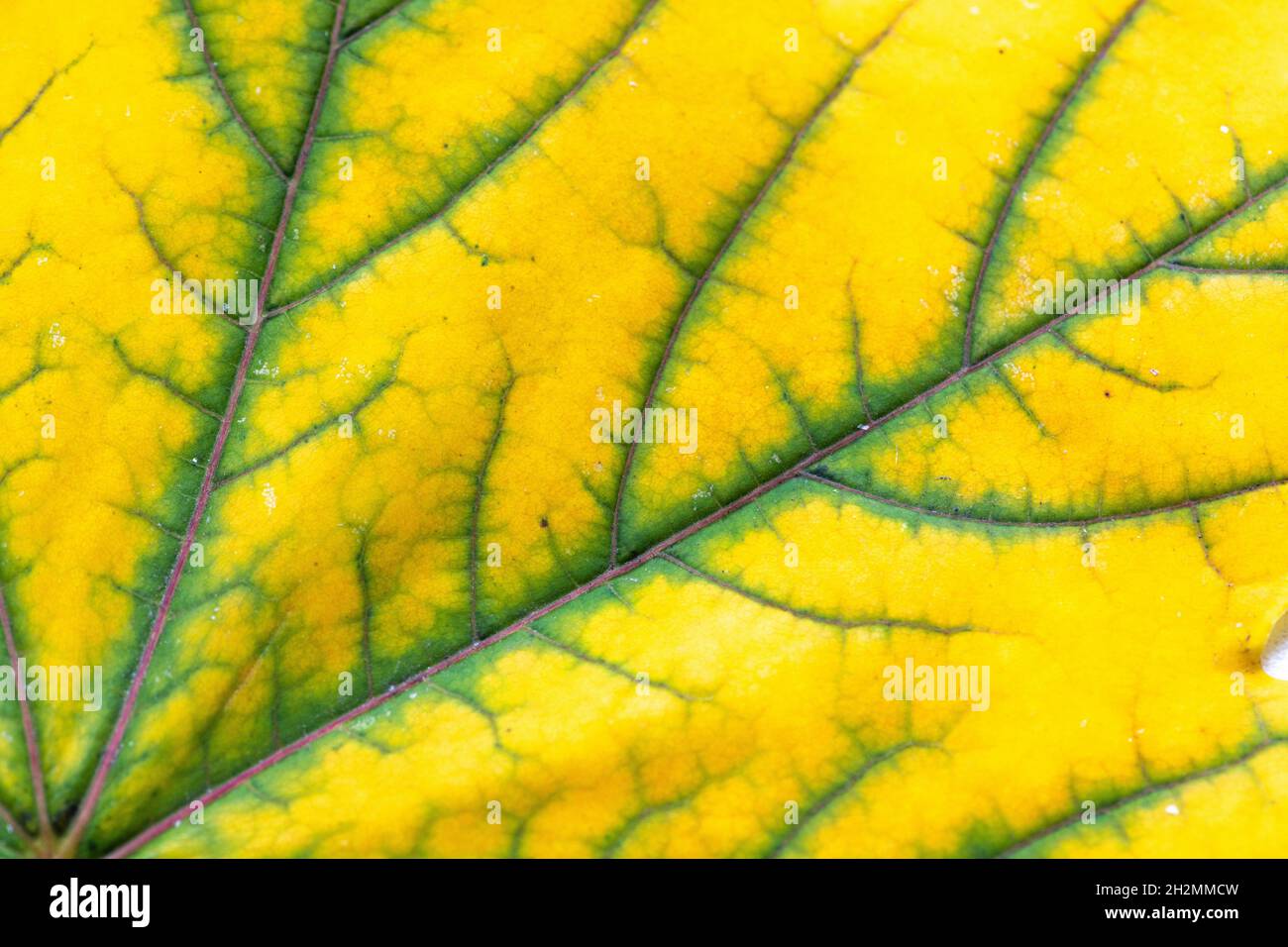 Perfect maple leaf hi-res stock photography and images - Alamy