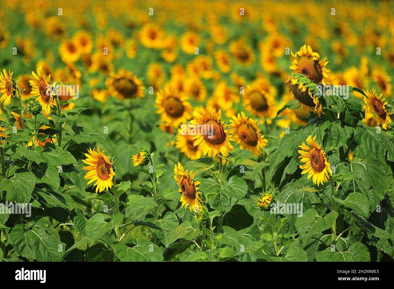 A beautiful sunflower field in bloom in Limpopo, South Africa Stock ...