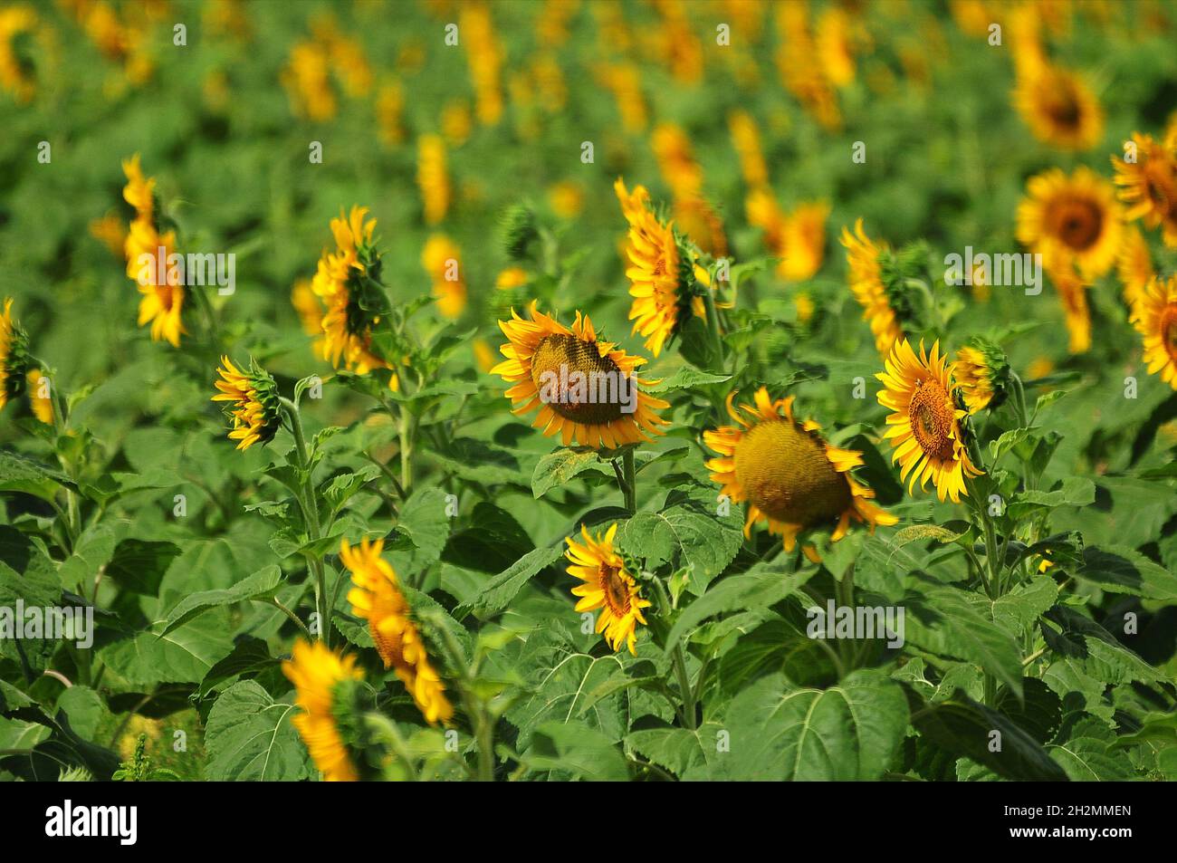 African sunflower farming hi-res stock photography and images - Alamy
