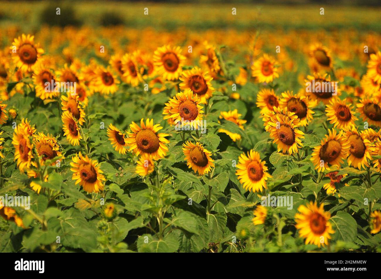 A beautiful sunflower field in bloom in Limpopo, South Africa Stock ...