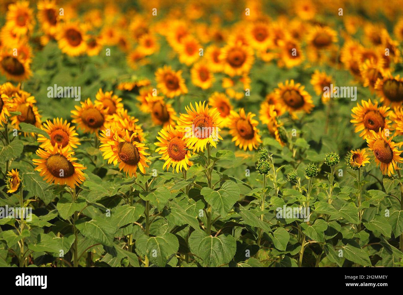 African sunflower farming hi-res stock photography and images - Alamy