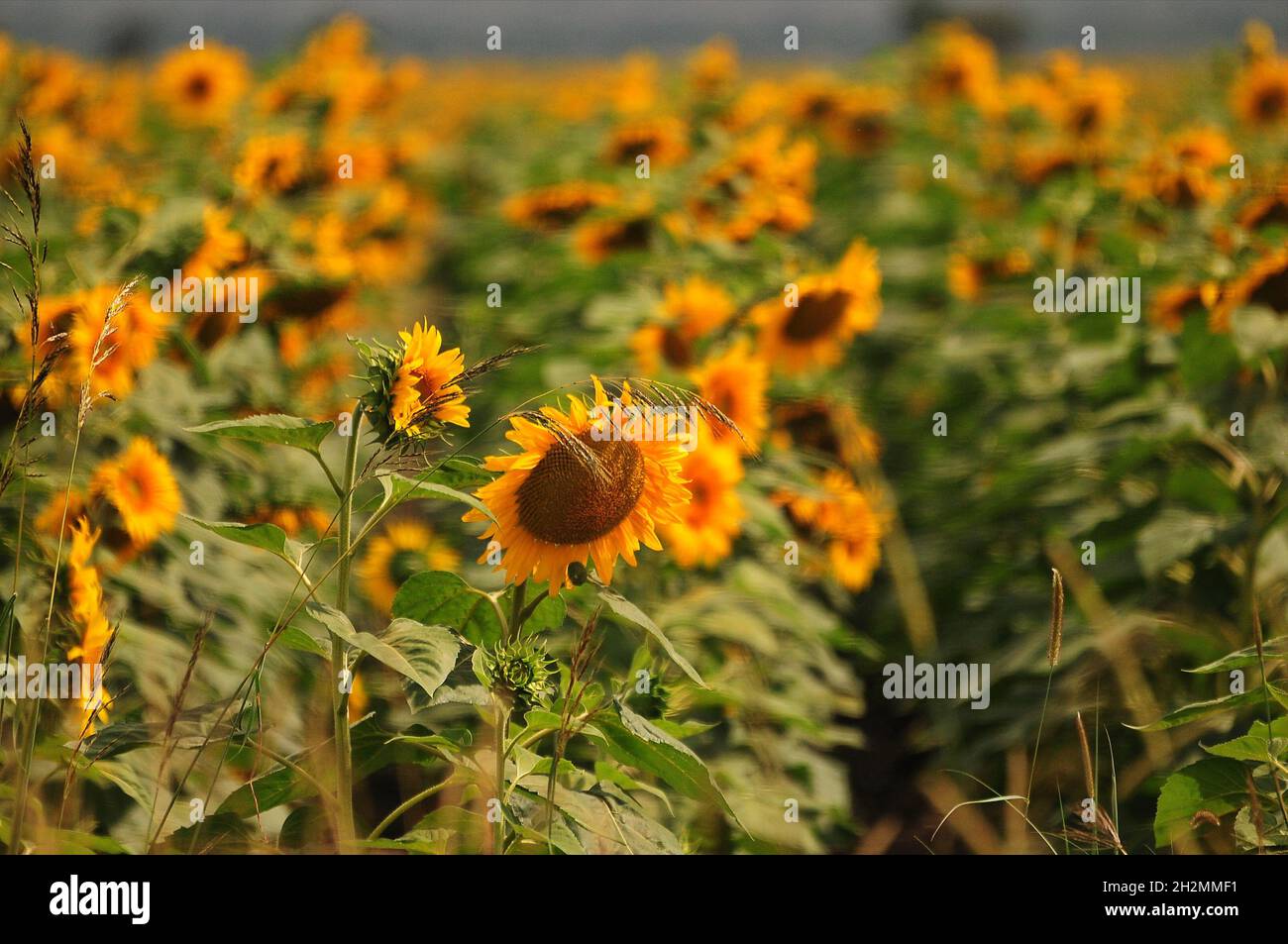 African sunflower farming hi-res stock photography and images - Alamy
