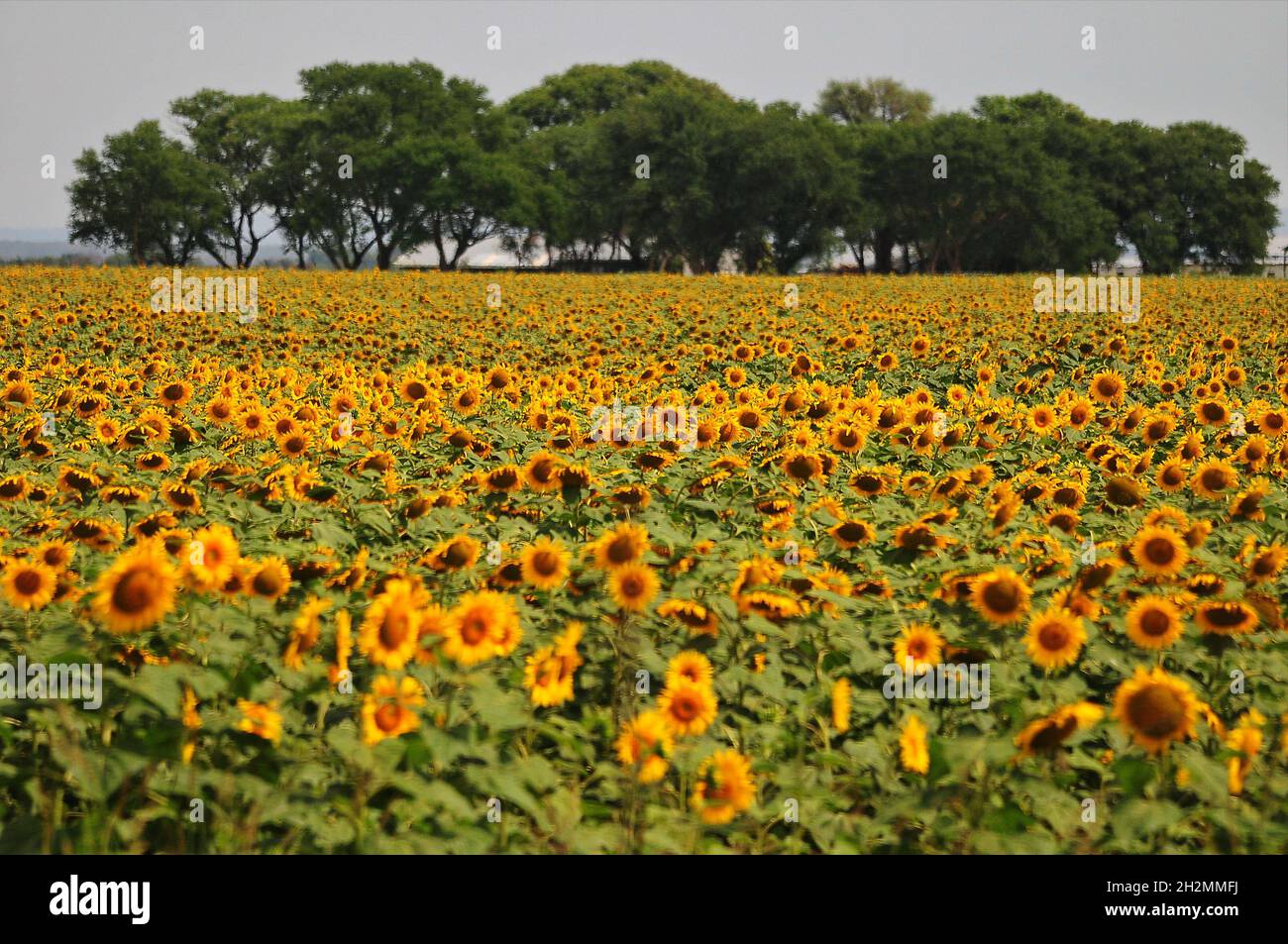 A beautiful sunflower field in bloom in Limpopo, South Africa Stock ...