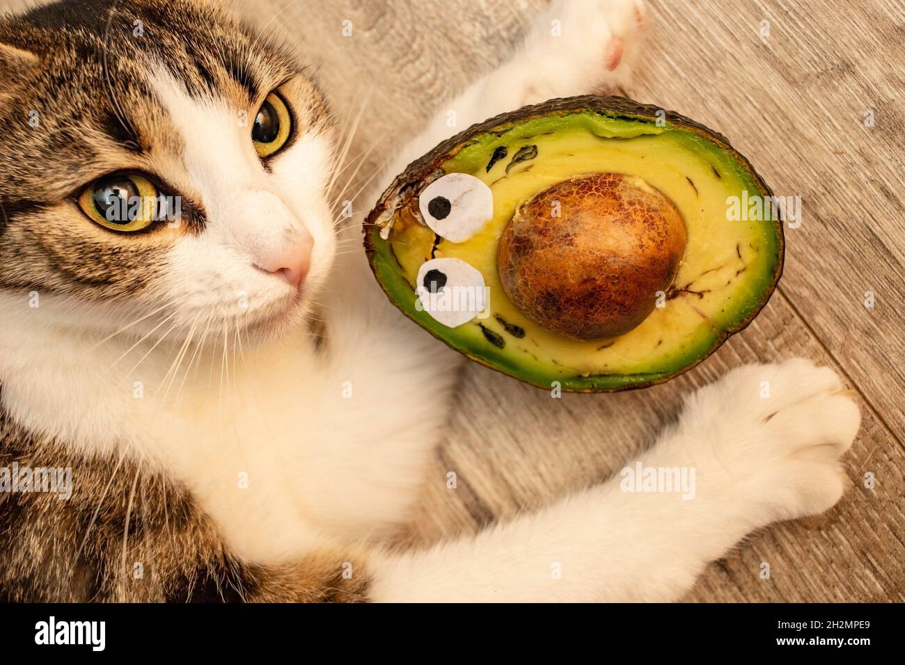 half of an avocado fruit being scared of a cat, close up Stock Photo ...