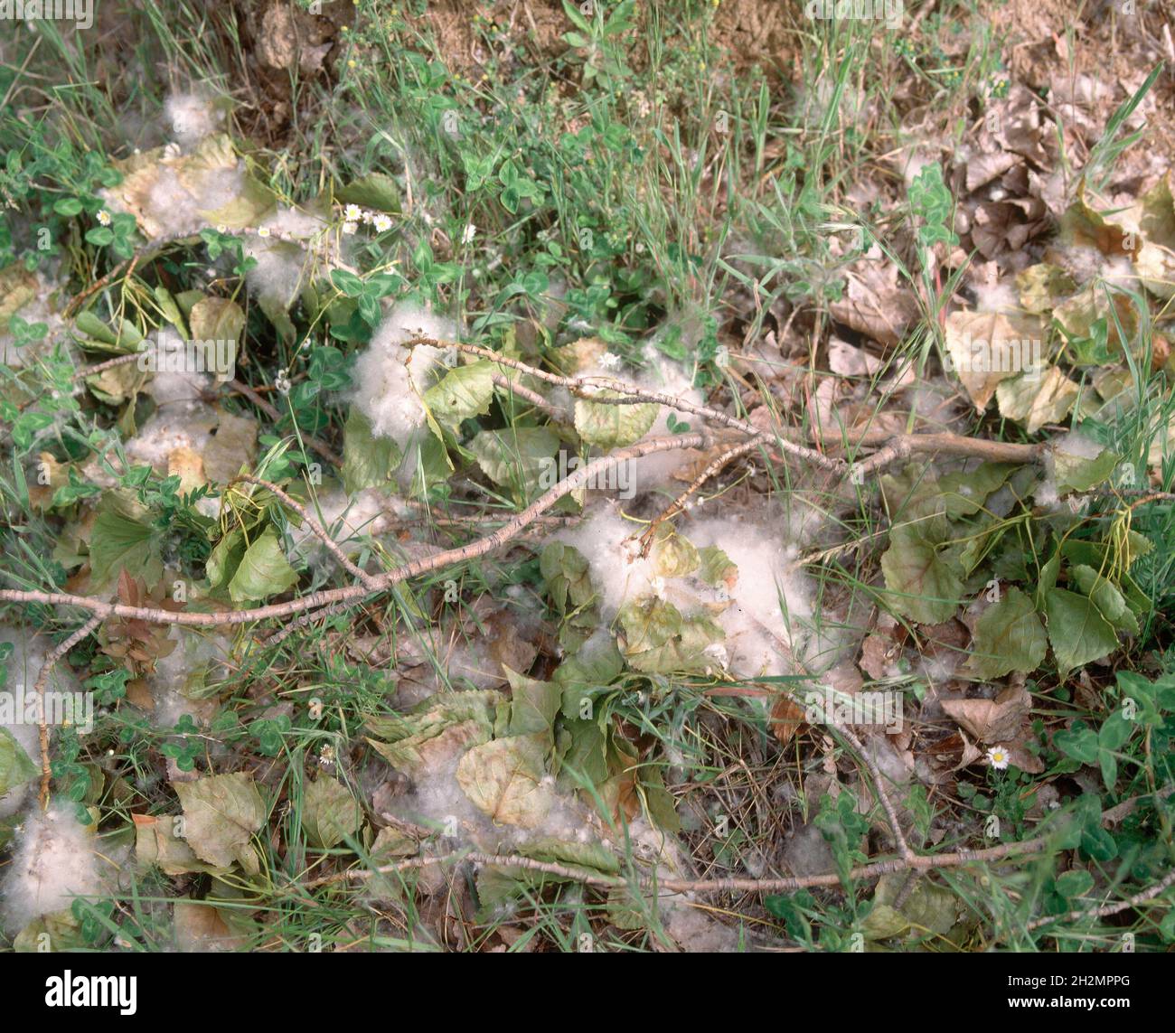 Chopo polen hi-res stock photography and images - Alamy