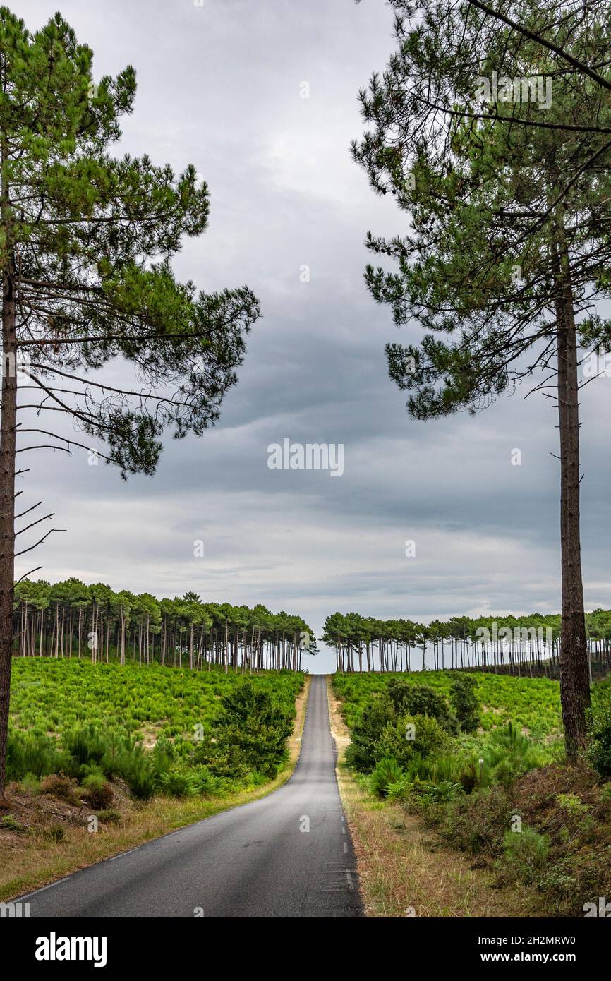 Pine trees landes forest france hi-res stock photography and images - Alamy