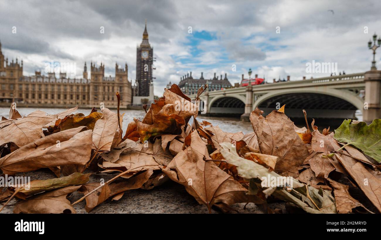Autumn leaves opposite the houses of parliament in London Stock Photo ...