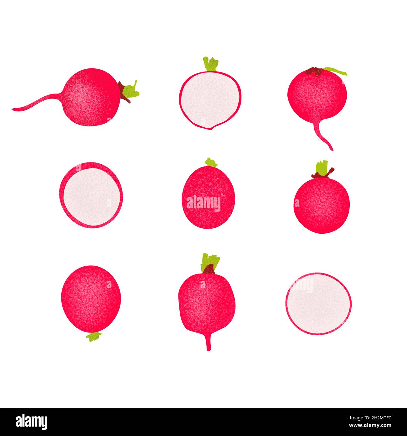 Illustration fresh salad radish Cut Out Stock Images & Pictures - Alamy