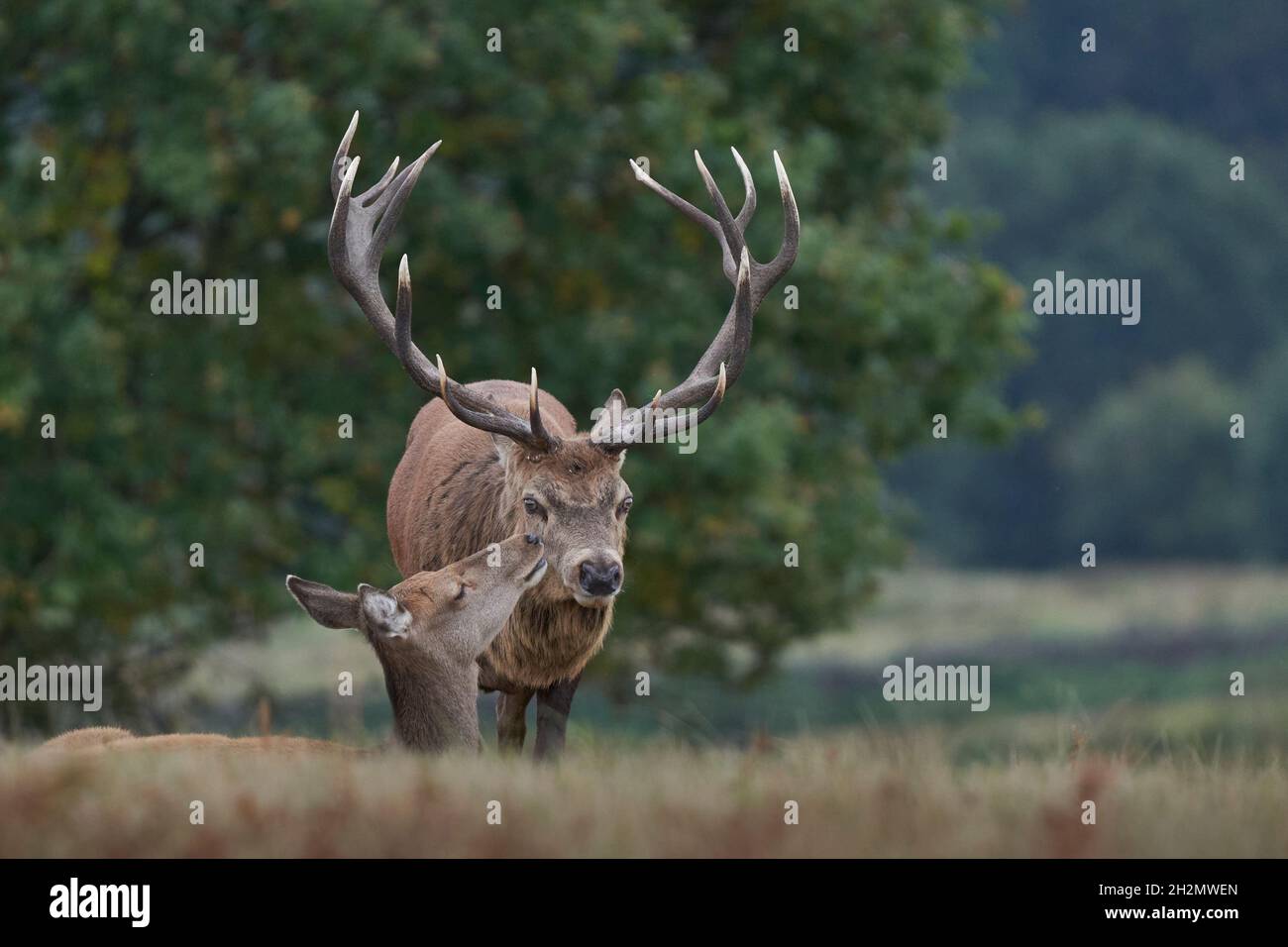 Dominant Red Deer stag (Cervus elaphus) and hind nuzzle during the ...