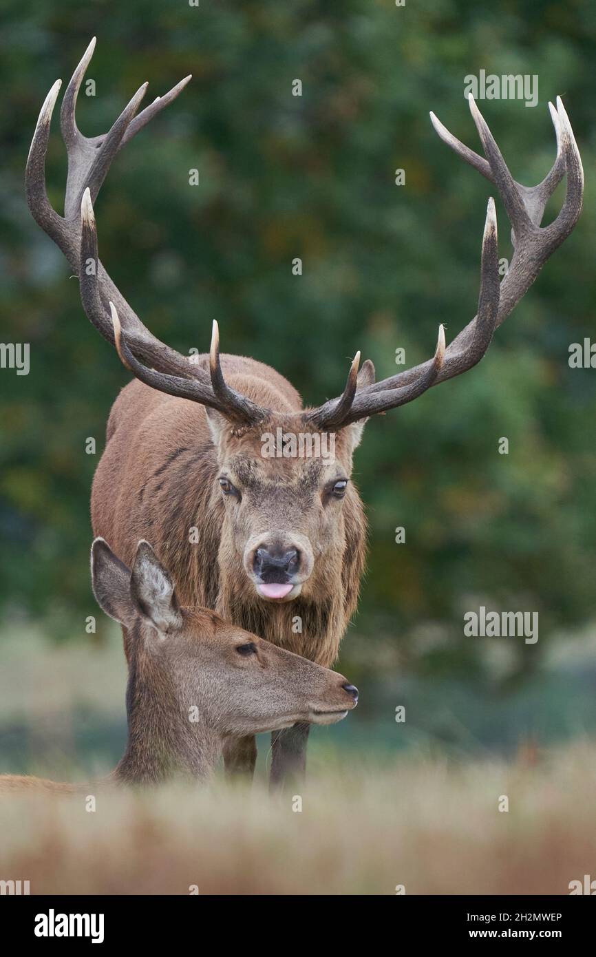 Nuzzle hi-res stock photography and images - Alamy