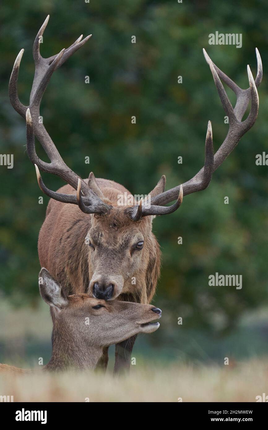 Nuzzle hi-res stock photography and images - Alamy