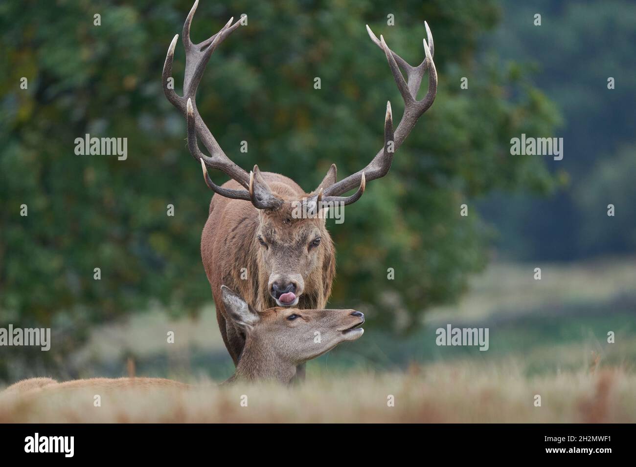 Nuzzle hi-res stock photography and images - Alamy