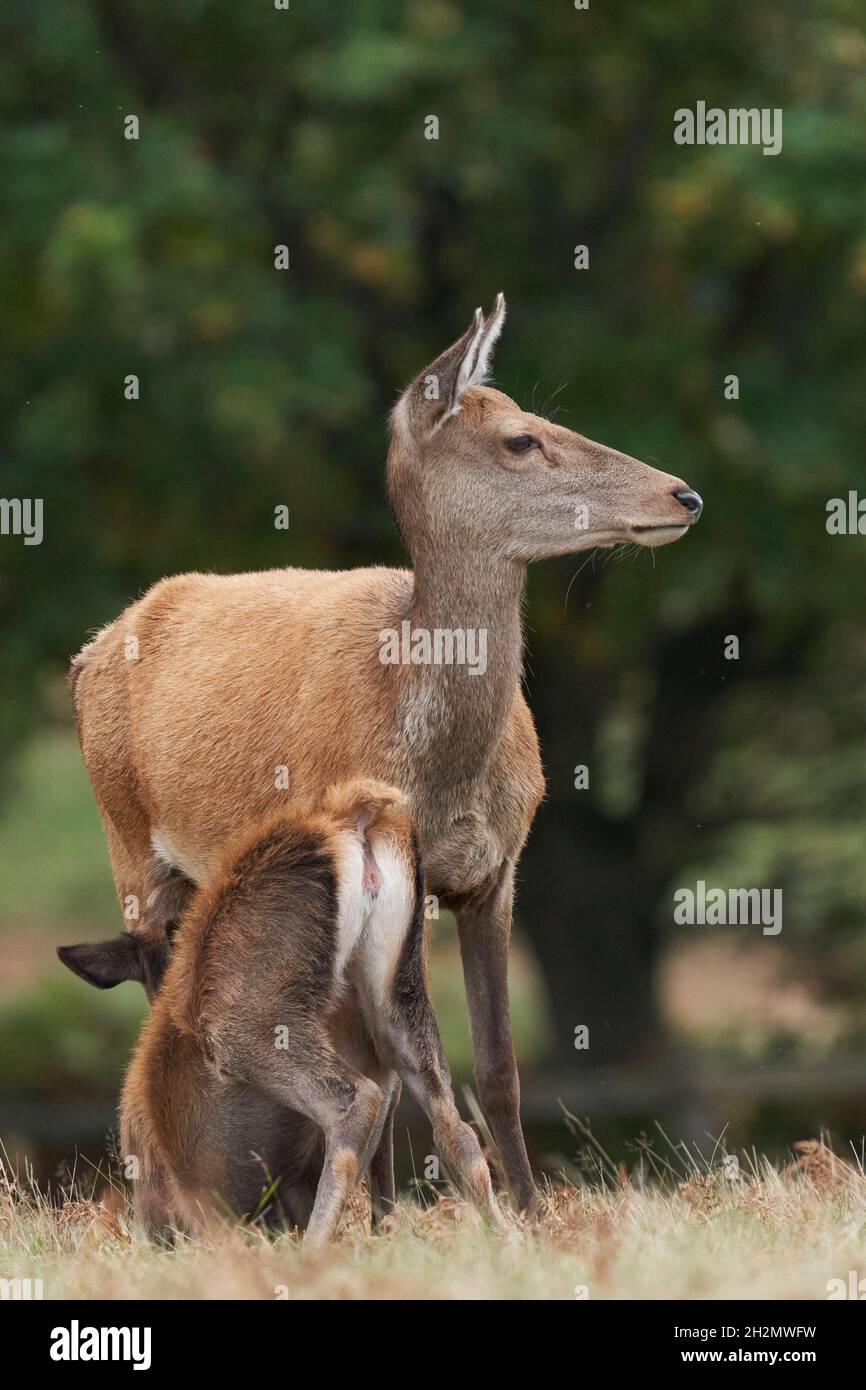 Red fawn hi-res stock photography and images - Alamy