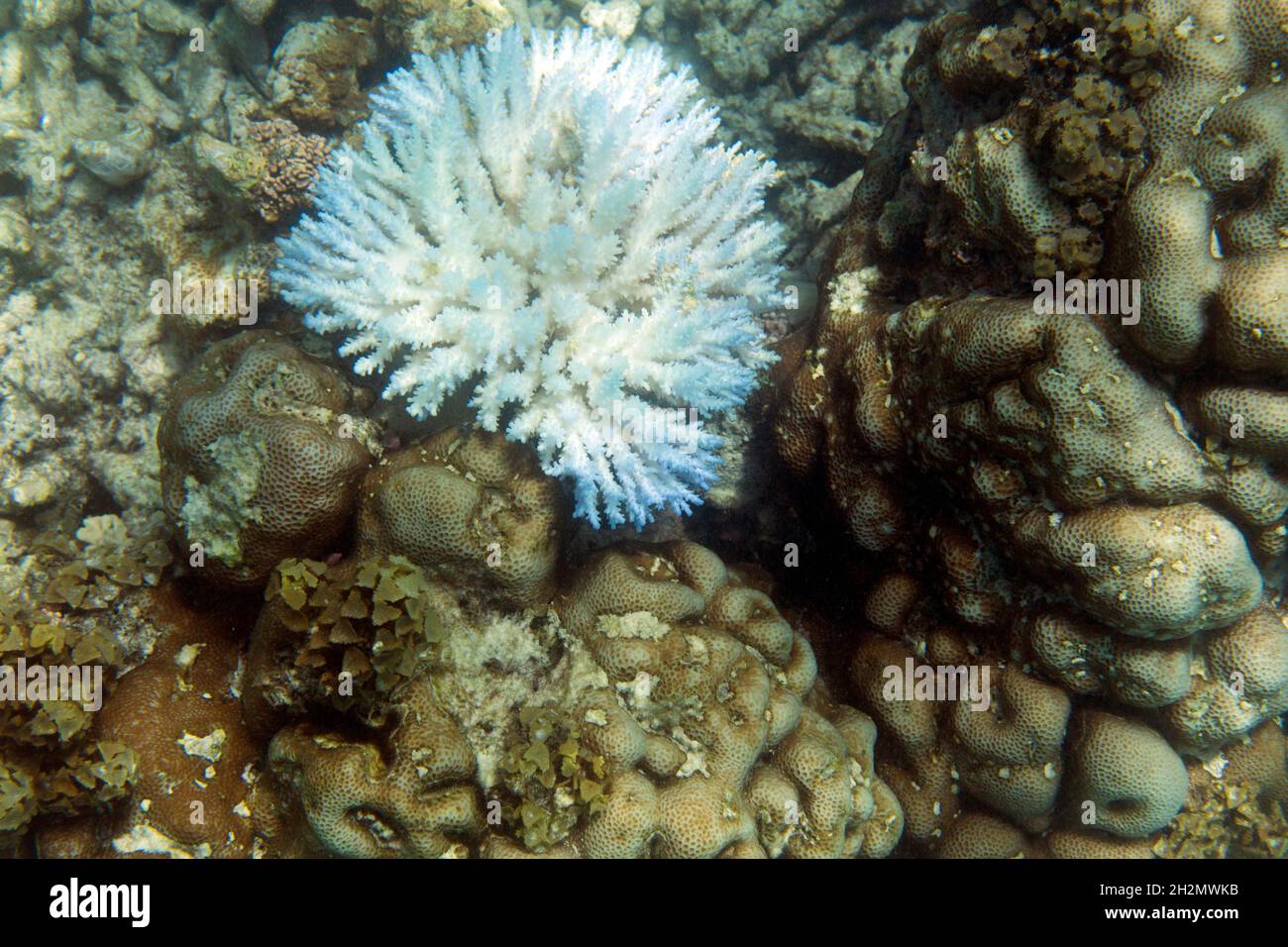 Coral resilience in endangered coral reef of Seychelles Stock Photo - Alamy