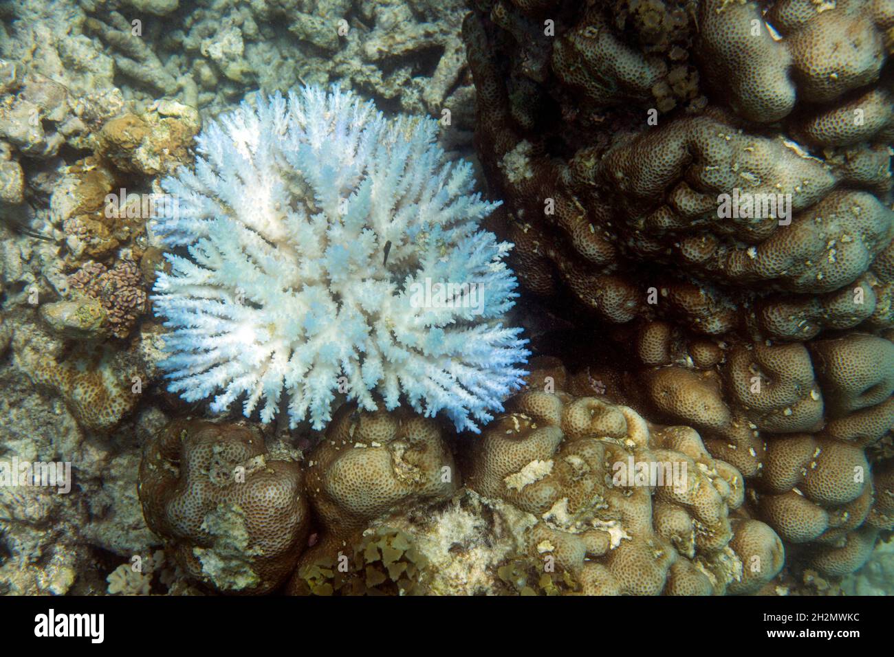 Coral resilience in endangered coral reef of Seychelles Stock Photo - Alamy