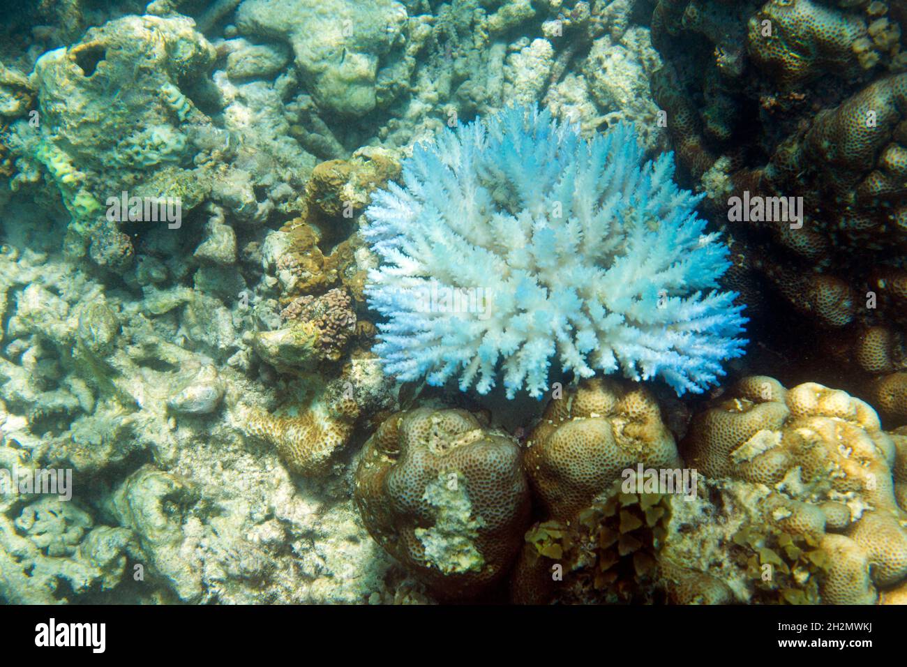 Coral reef resilience hi-res stock photography and images - Alamy