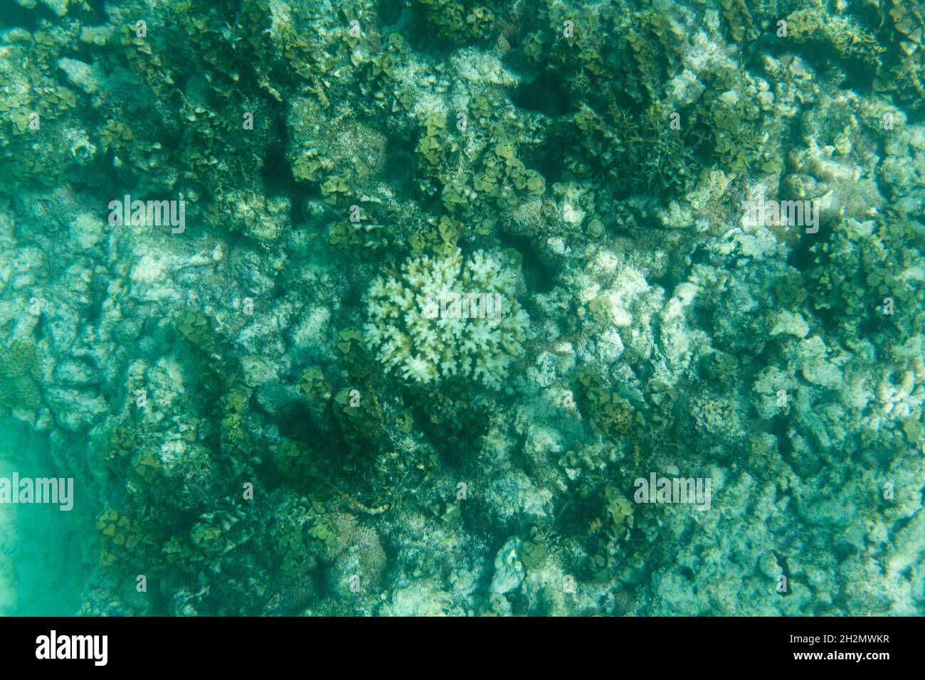 Coral resilience in endangered coral reef of Seychelles Stock Photo - Alamy