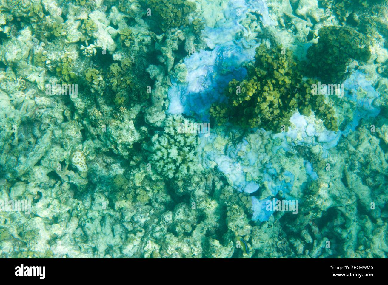 Coral resilience in endangered coral reef of Seychelles Stock Photo - Alamy