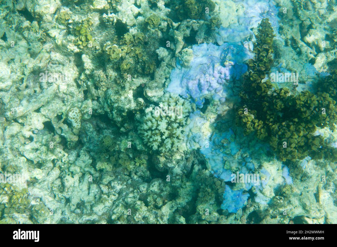 Coral resilience in endangered coral reef of Seychelles Stock Photo - Alamy
