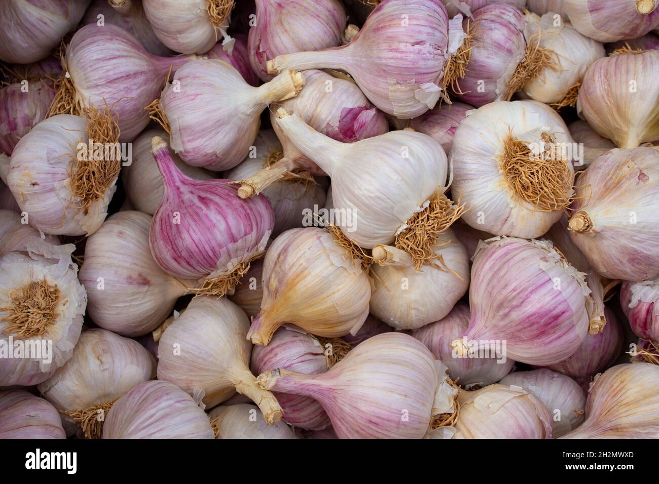 Freshly picked garlic. Colorful natural food background. Spicy cooking ...
