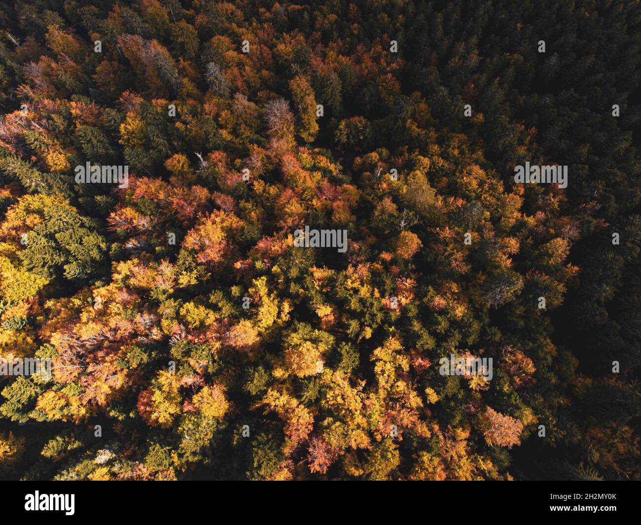 Aerial top down view of autumn foliage during fall season with orange ...