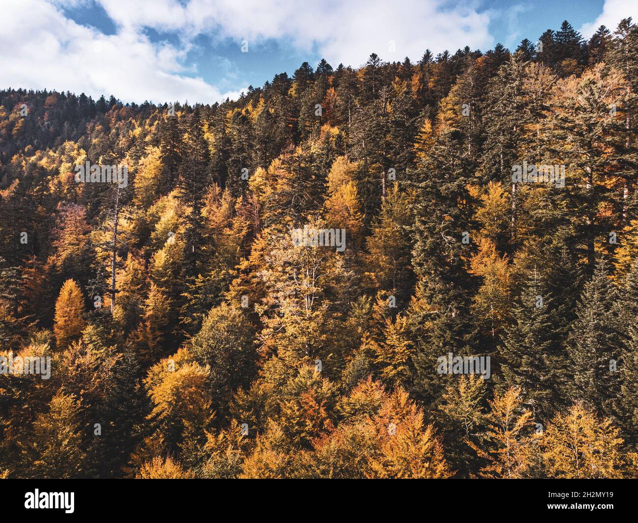 Aerial view of autumn foliage during fall season with orange forest ...